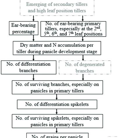 The Way For Optimized Nitrogen Application Increasing Rice Yield Download Scientific Diagram