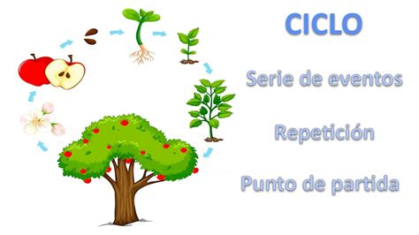Qué es un ciclo