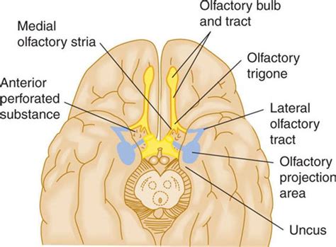 The Limbic System Clinical Neuroanatomy 28 Ed