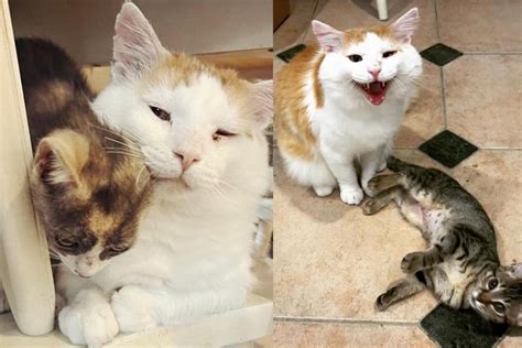 Cat Makes Incredible Transformation And Turns Into A Kitten Sitter After Leaving The Tough