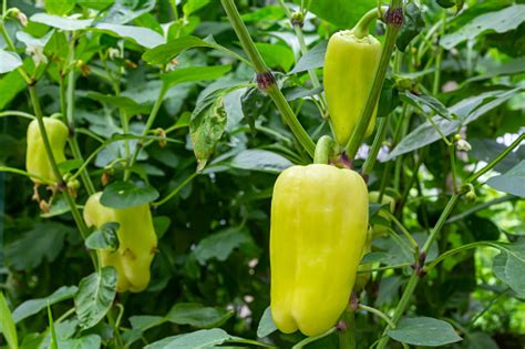 고추 농장이나 들판에있는 고추 식물 농장의 종 카피아 또는 칠리 고추 고추류에 대한 스톡 사진 및 기타 이미지 고추류 과일 녹색 Istock