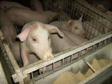 Скоро 1000 свиња на фарми биће еутаназирано Удружење новинара за пољопривреду