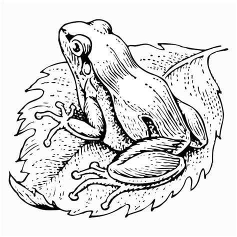 Premium Vector Frog On A Leaf