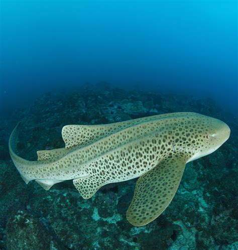 Spot The Leopard Shark