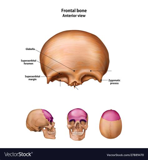 Frontal Bone Landmarks Bio 312 Diagram Quizlet