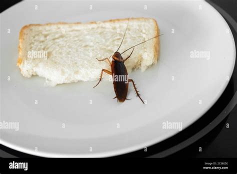 A Cockroach Is Sitting On A Piece Of Bread In A Plate In The Kitchen