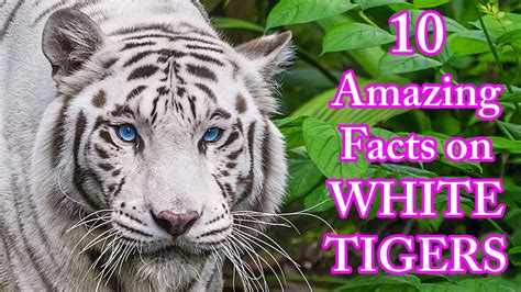 10 Interesting Facts About White Tigers That Will Stun You Whitetiger Whitetigers Youtube