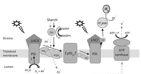 Schematic Representation Of The Anaerobic Phases Of Hydrogen