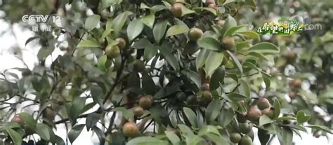 在希望的田野上 油茶果丰收采摘忙 硕果累累助增收