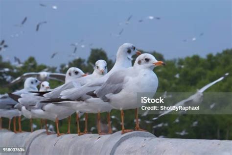 녹색 맹그로브 배경 시멘트 부두에 높은 서 잘난 척 하는 사랑 스러운 태국 갈매기의 가장 아름 다운 라인업 아래 아 슬 아 슬 강 델타 보기를 보고 0명에 대한 스톡 사진