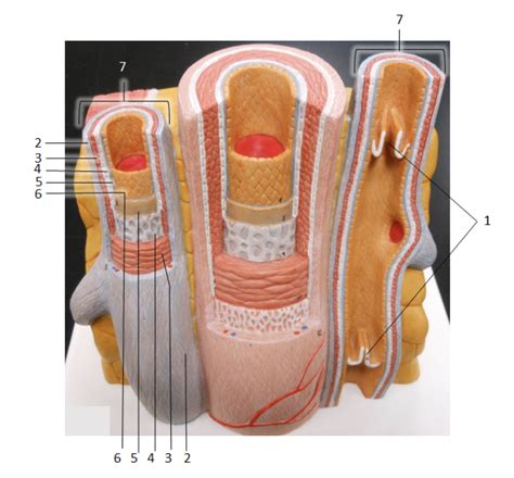 A P Lab Exam 2 Diagram Quizlet A P Lab Exam 2 Diagram Quizlet