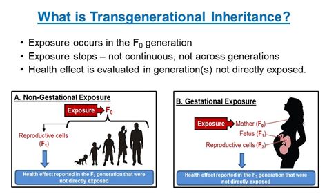 State Of The Science Evaluation For Transgenerational Inheritance Of
