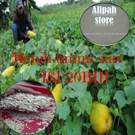 Biji Timun Suri Isi 20 Biji Lazada Indonesia