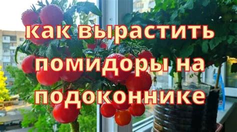 Как вырастить помидоры на подоконнике Смотреть онлайн в поиске Яндекса по Видео