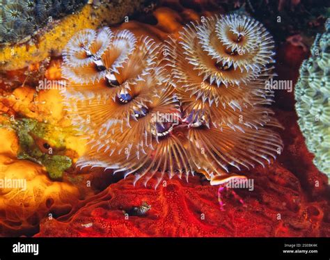 Spirobranchus Giganteus Commonly Known As Christmas Tree Worms Are