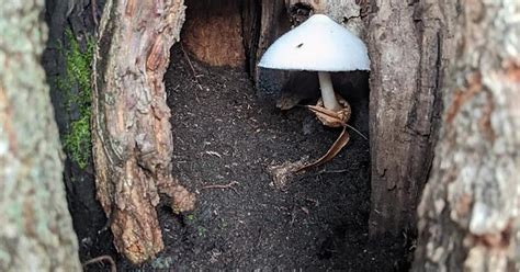 Mushroom Album On Imgur