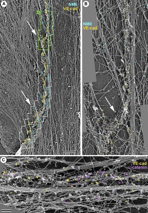 Localization Of Ve Cadherin And α Catenin At Linear Ajs A Linear Aj