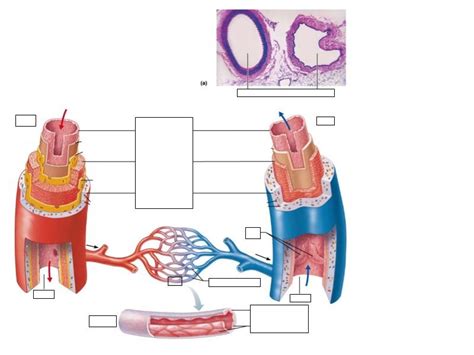 Bio 244l Exam 2 Diagram 6 Diagram Quizlet