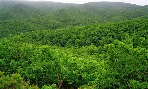 Широколиственные леса – Мир Знаний