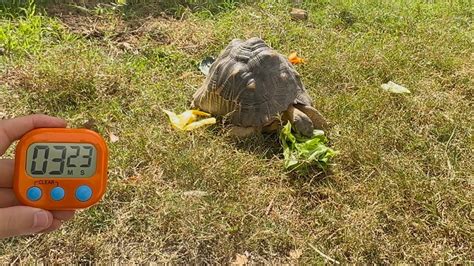 Mastering Free Operant Preference Assessments Data Sheet Guide Wiki