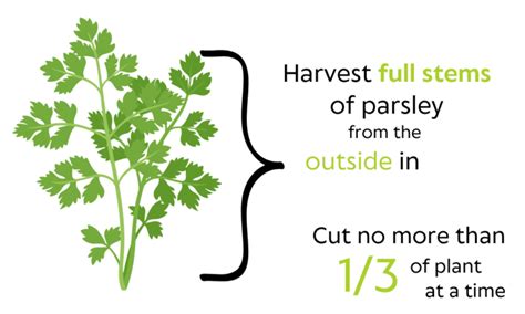 Harvesting Parsley Useful Tips For Preservation And Storage