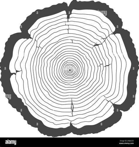 Tree Age Year Rings Wooden Saw Cut Stock Vector Image Art Alamy