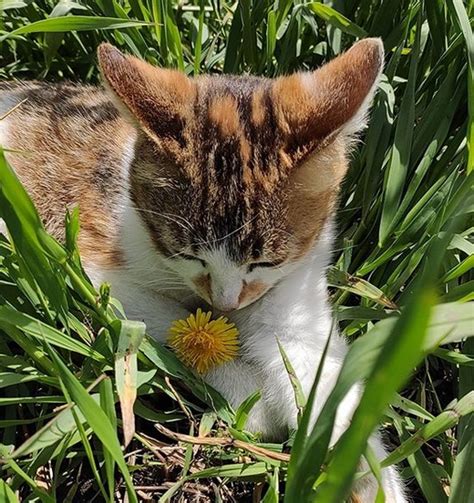 Top 35 Best Tabby Gender Neutral Cat Names PetPress