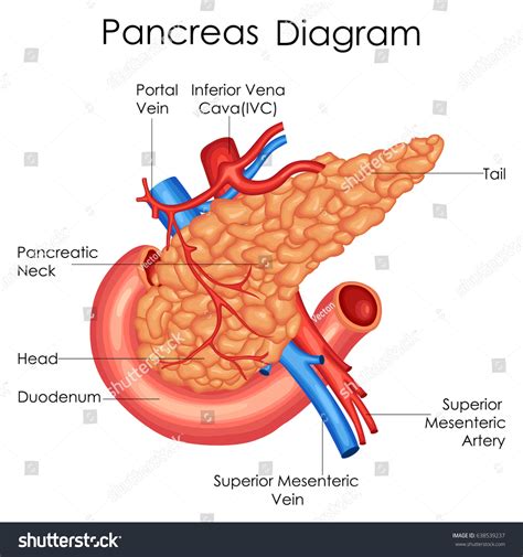 Medical Education Chart Biology Pancreas Diagram Stock Vector Royalty