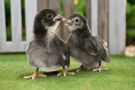 Black Sex Link Female Chicks Buy 10 5 Bonus Free 15 All Female S