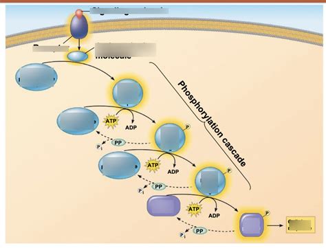 Phosphorylation Cascade Diagram Quizlet