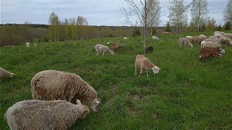 Овцы на пастбище Youtube