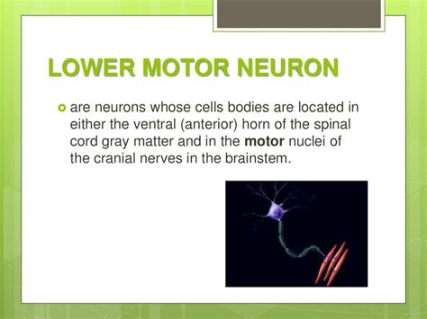 Lower Motor Neuron Lesion Lmnl