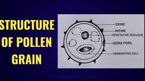 How To Draw Structure Of A Pollen Grain Easily Easily X Science