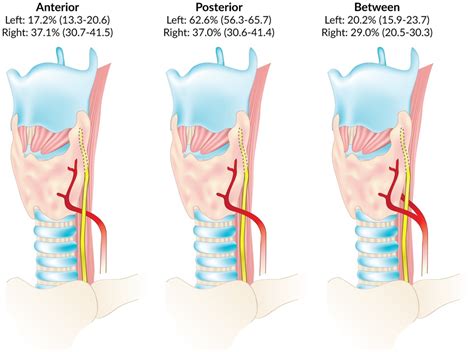 Superior Laryngeal Artery Superior Thyroid Artery