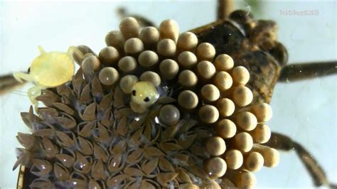 Birth Of A Waterbug Youtube