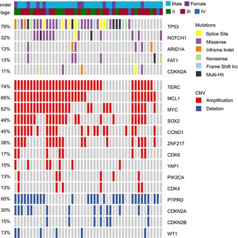 mutation and copy number variation cnv plot for all patients each
