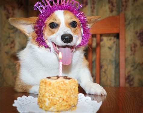 1000 Images About Corgi Birthdays On Pinterest Corgis Happy