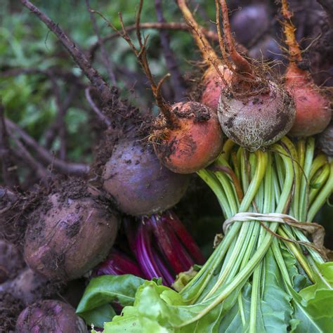 Beetroot Abc Organic Gardener Magazine
