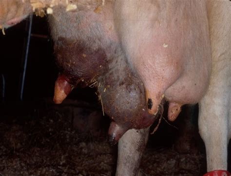 Mastitis In Cattle Reproductive System Merck Veterinary Manual