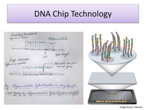 gene mapping methods pptx