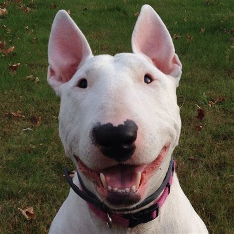 Собака с поросячьей мордой 79 фото