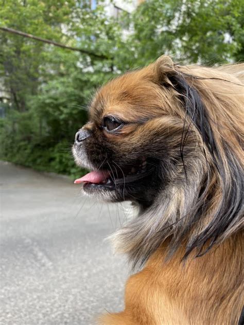 პეკინესი Pekinesi Facebook