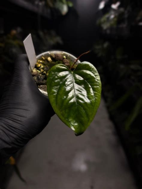 Anthurium Subsignatum X Luxurians The Plant Plug