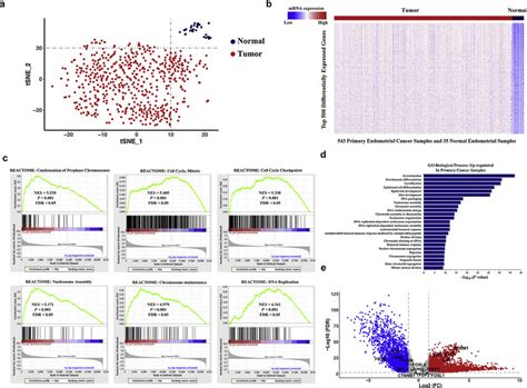 Misregulation Of Mitotic Cell Cycle Promotes Ec Oncogenesis A