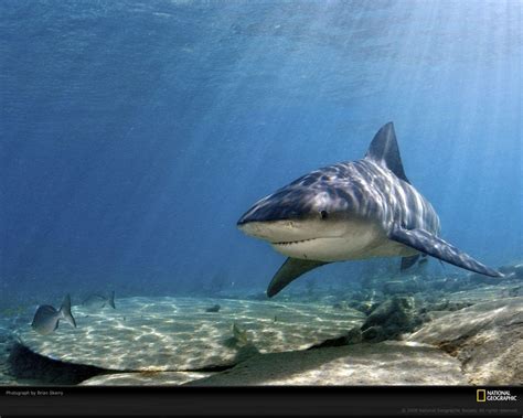Hd Shark Wallpapers Wallpaper Cave