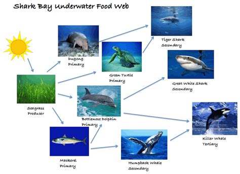 Seagrass Meadows Marine Ecosystems In Wa Libguides At Swan Valley Anglican Community School