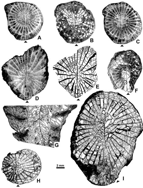 Dibunophyllum Bipartitum Mc Coy 1849 Trans Verse Sec Tions Ex Cept Download Scientific