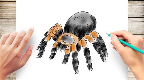 How To Draw A Tarantula Step By Step Youtube