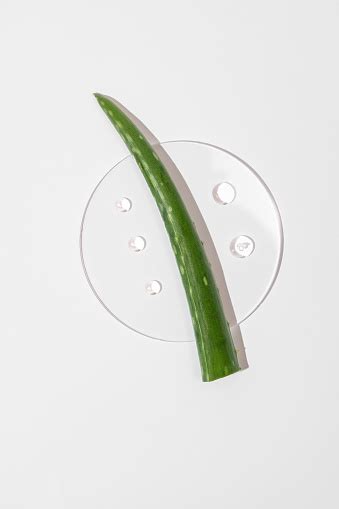 실험실 유리 흰색 배경에 알로에 젤과 알로에 베라 잎의 방울과 함께 페트리 접시 허브 추출물 화장품 피부과 과학 화장품 연구소