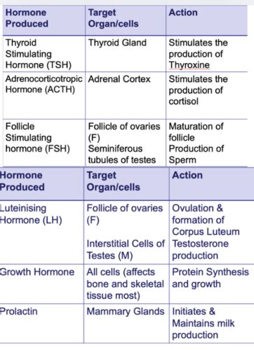 Human Bio Unit 3 Flashcards Quizlet